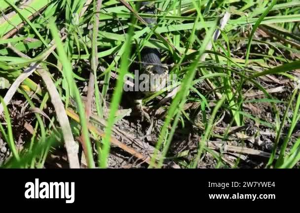 Grass snake (Natrix natrix), sometimes called the ringed snake or water ...