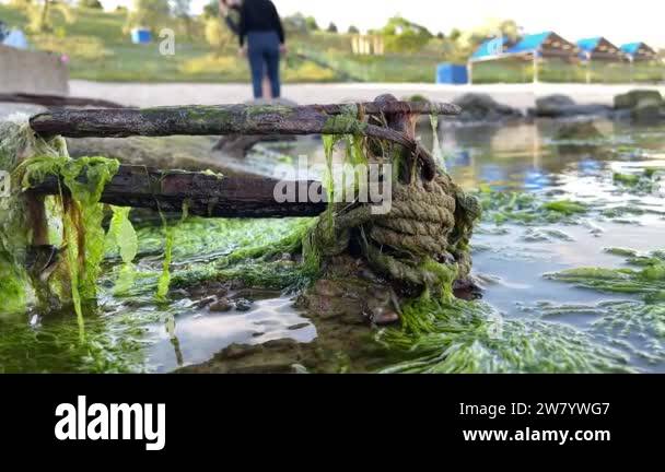 Mooring lines on rusty iron girder. Wet rotten hemp rope next to algae ...