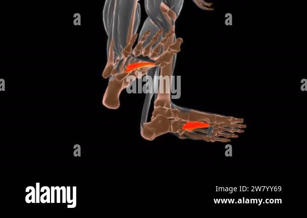 Oblique head of adductor hallucis Muscle Anatomy For Medical Concept 3D ...