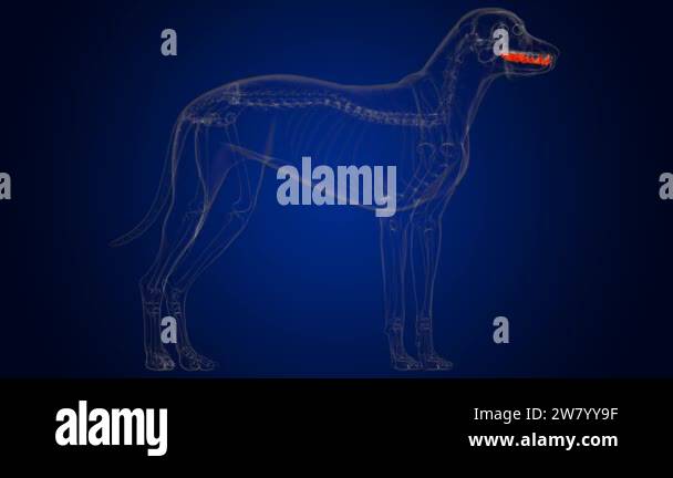 Canine teeth illustration Stock Videos & Footage - HD and 4K Video ...