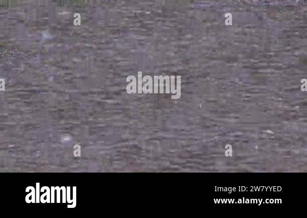 Raining, Torrential Rain, Storm, Summer Rainy Day, Raindrops on Ground ...