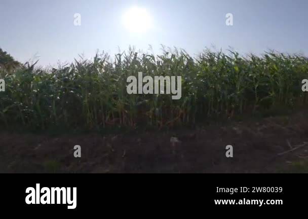 Agribusiness and agriculture, farmland in France Brittany region. Green ...