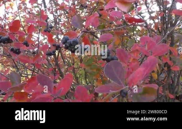 Aronia chokeberry, or mountain ash chokeberry (aronia melanocarpa) is a ...