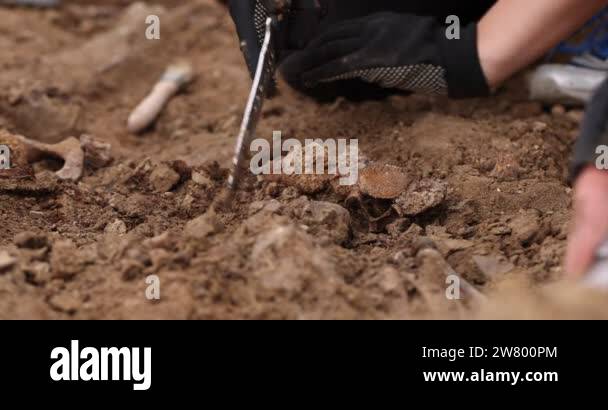 Archaeological excavations, Work of the search team at the site of a ...