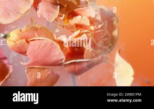 Super slow motion of exploding head of orange rose, frozen by liquid ...