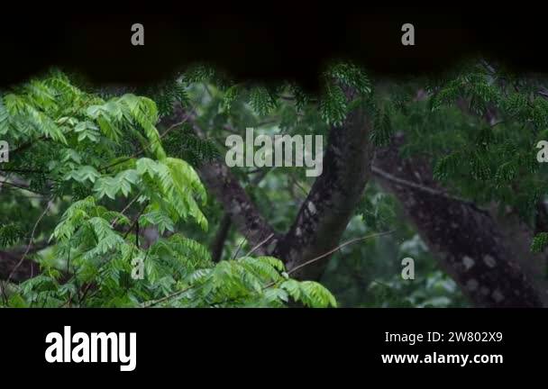 Roof form tree Stock Videos & Footage - HD and 4K Video Clips - Alamy
