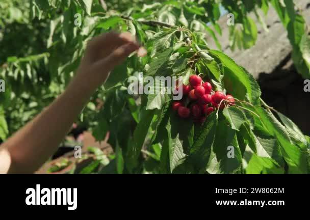 Hair in bunches Stock Videos & Footage - HD and 4K Video Clips - Alamy