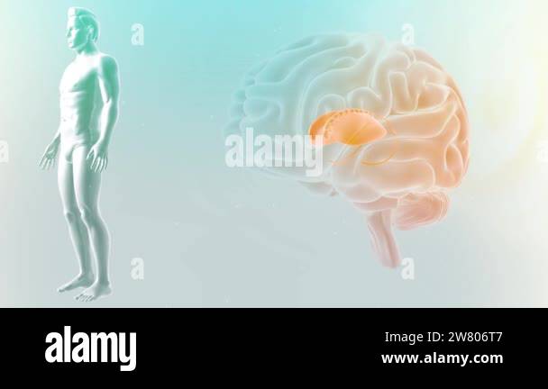 Brain Anterior View, Caudate nucleus Putamen Stock Video Footage - Alamy