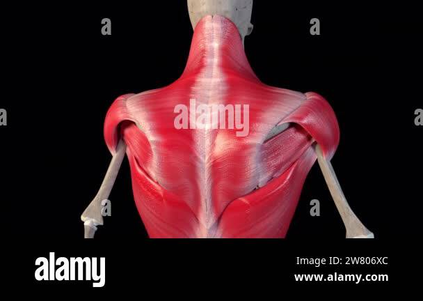 This 3d animation shows an overview of the superficial muscles of the ...