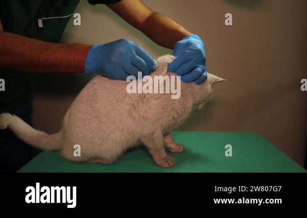 cat refuses food after being poisoned. veterinarian injects the patient ...