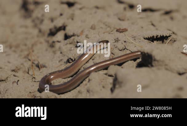 Anguis Fragilis Is A Legless Lizard Reptile Native To Eurasia. Deaf ...