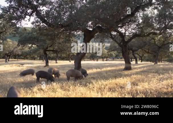 Pig in grassland Stock Videos & Footage - HD and 4K Video Clips - Alamy