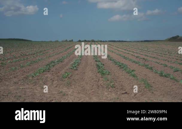 Field of beautiful cauliflowers in Brittany. France. Farming organic ...