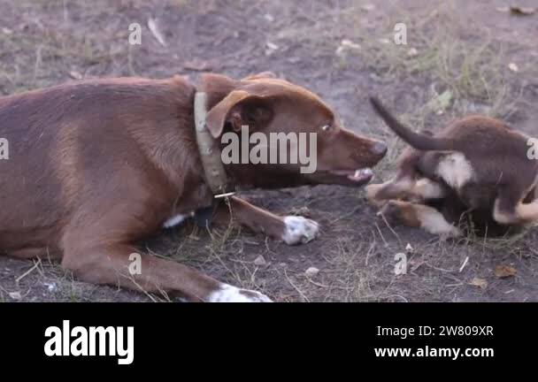 Daddy dog Stock Videos & Footage - HD and 4K Video Clips - Alamy