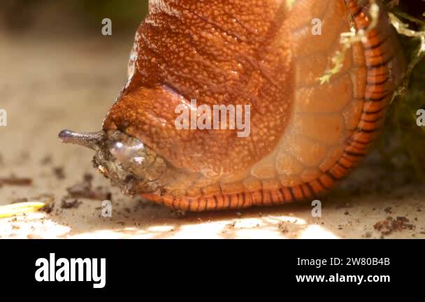 Giant slug Stock Videos & Footage - HD and 4K Video Clips - Alamy