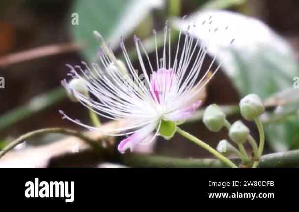 The Capparaceae or Capparidaceae, commonly known as the caper family ...