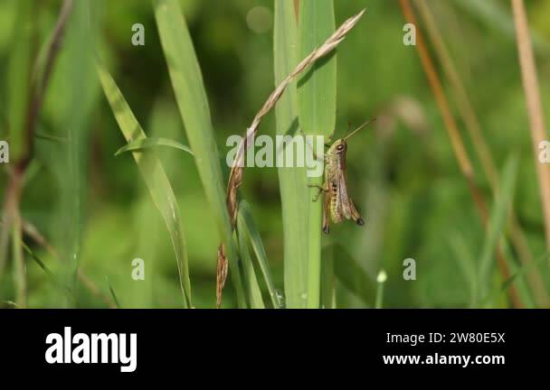 Grasshoppers on blade grass Stock Videos & Footage - HD and 4K Video ...