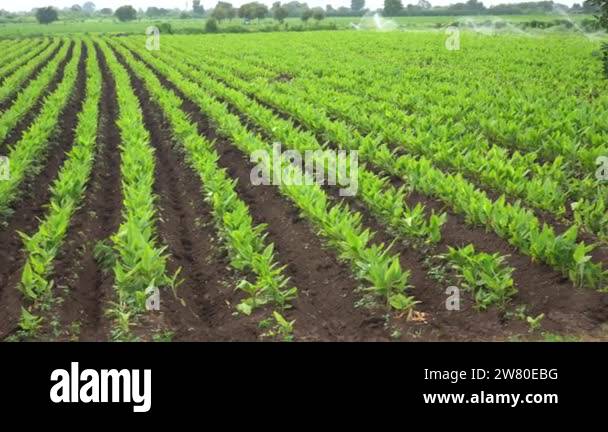 Maharashtra india farm Stock Videos & Footage - HD and 4K Video Clips ...