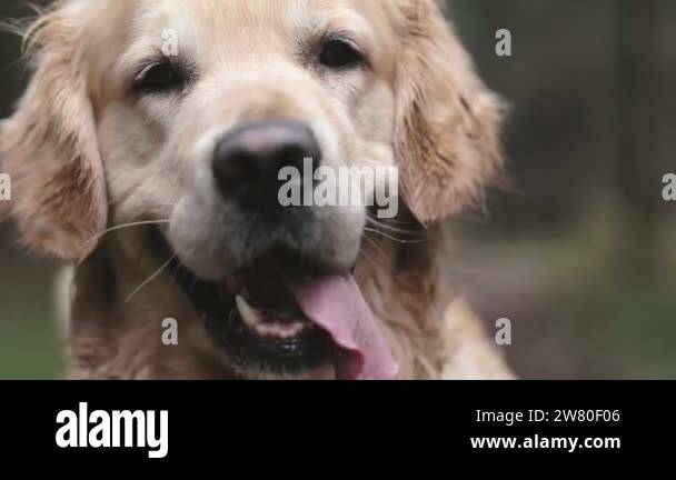 Golden retriever dog breathes Stock Videos & Footage - HD and 4K Video ...
