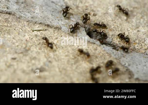 Close up macro view of black ants working on nest in the concrete gap ...