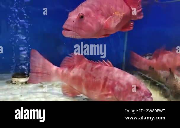 Miniatus grouper Stock Videos & Footage - HD and 4K Video Clips - Alamy