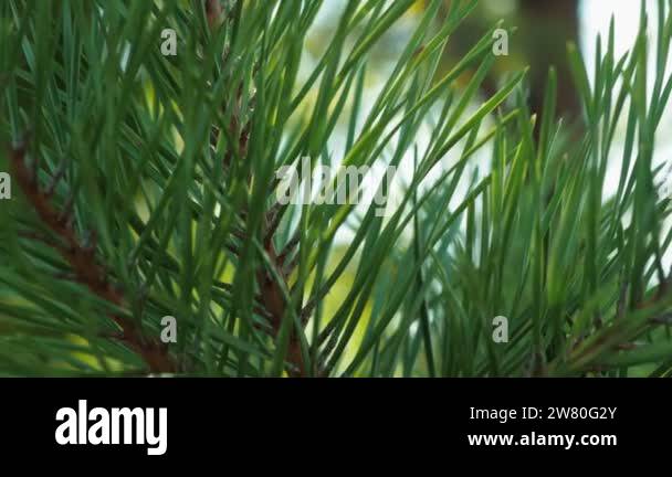 Afforestation. Young spruce and pine regrowth grew on plot with sandy ...