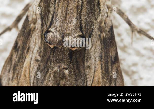 Scales insects Stock Videos & Footage - HD and 4K Video Clips - Alamy