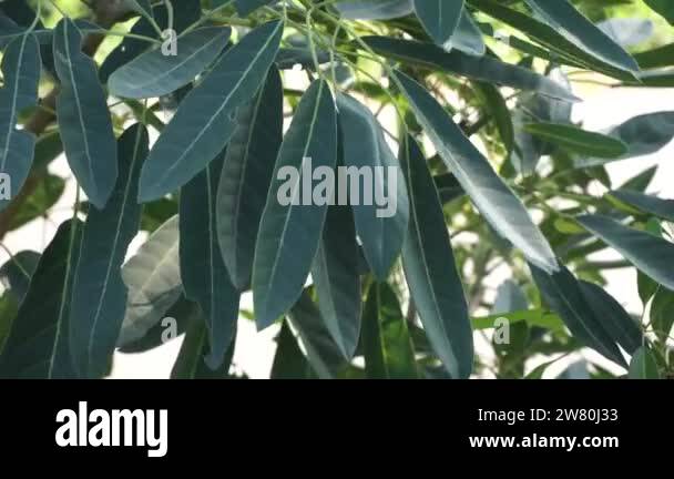 Tabebuia caraiba (Tabebuia aurea, Caribbean trumpet, silver trumpet ...