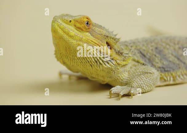 Scaled lizards Stock Videos & Footage - HD and 4K Video Clips - Alamy