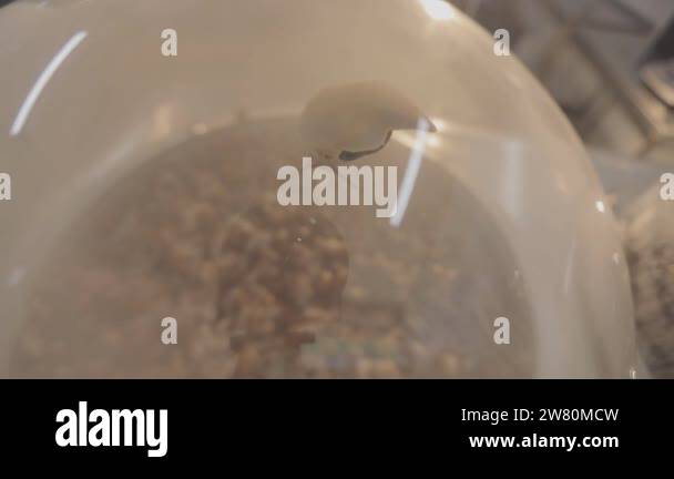 The modern method of snail extraction of mucin. Snails in cosmetology ...