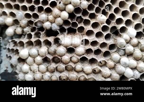 Inside a wasp nest showing hexagonal structure and eggs.Vespula ...