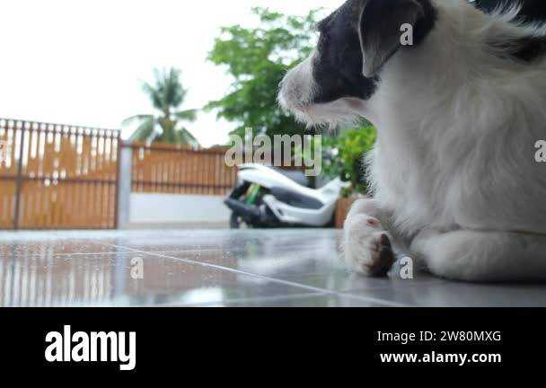 Pet sorrow Stock Videos & Footage - HD and 4K Video Clips - Alamy