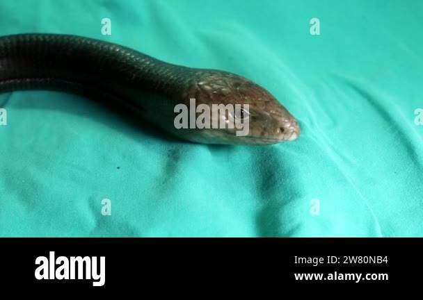 Rare snake european Stock Videos & Footage - HD and 4K Video Clips - Alamy