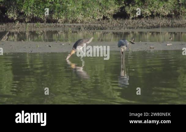 Lesser Adjutant Stork (Leptoptilos javanicus) catching fish or drink ...