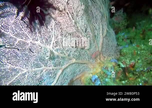 Sealily Stock Videos & Footage - HD and 4K Video Clips - Alamy