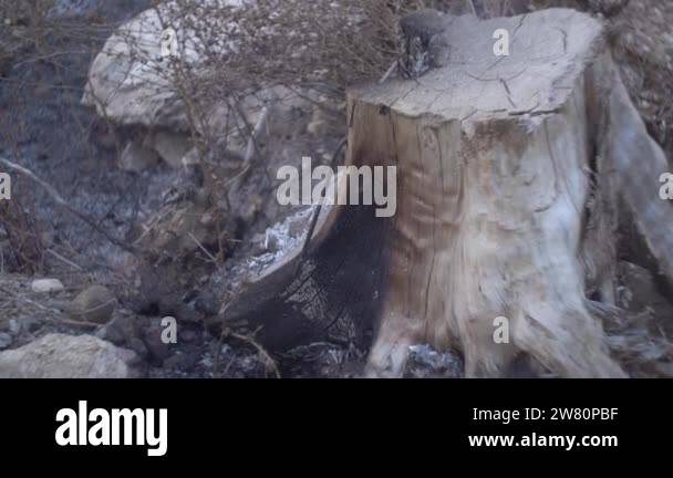 Burnt tree stump after forest Stock Videos & Footage - HD and 4K Video ...