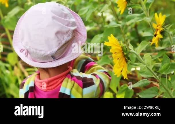 Humble flowers Stock Videos & Footage - HD and 4K Video Clips - Alamy