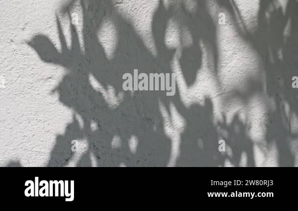 Motion of leaves in wind on the wall background. Sun and shadows ...
