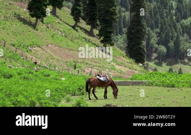 The horses carrying passengers climbing the mountain rest on the slopes ...
