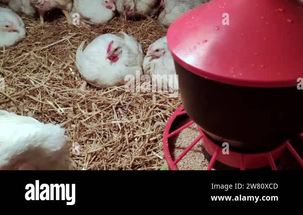Young Broilers Poultry Farm Environment For Breeding Poultry
