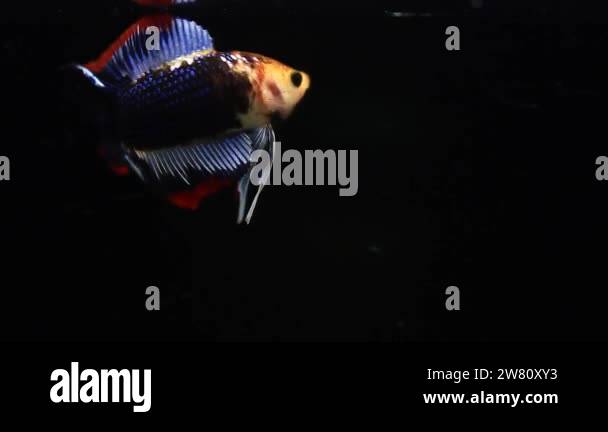 Mating Betta Siamese fighting fish, Betta splendens Pla-kad biting fish ...