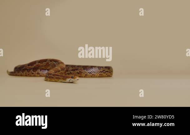 Tiger Python molurus bivittatus morph albine burmese on a beige ...