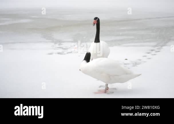 Two black necked swans move their heads up and down Stock Video Footage ...
