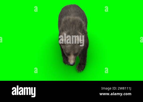 standing bear. Green screen realistic animation Stock Video Footage - Alamy