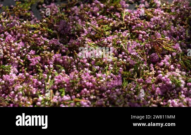 Heather cutting Stock Videos & Footage - HD and 4K Video Clips - Alamy