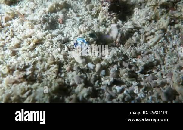 Mimicry sea Stock Videos & Footage - HD and 4K Video Clips - Alamy