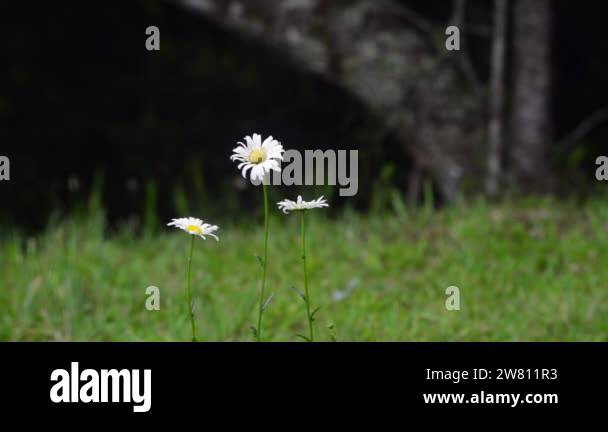 Native daisies Stock Videos & Footage - HD and 4K Video Clips - Alamy