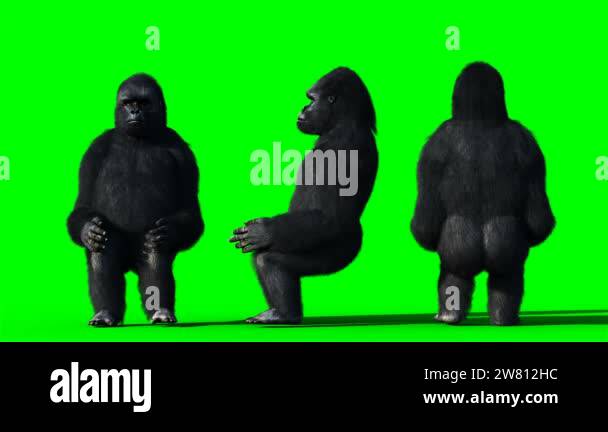 Funny gorilla. Realistic fur. Green screen animation Stock Video ...
