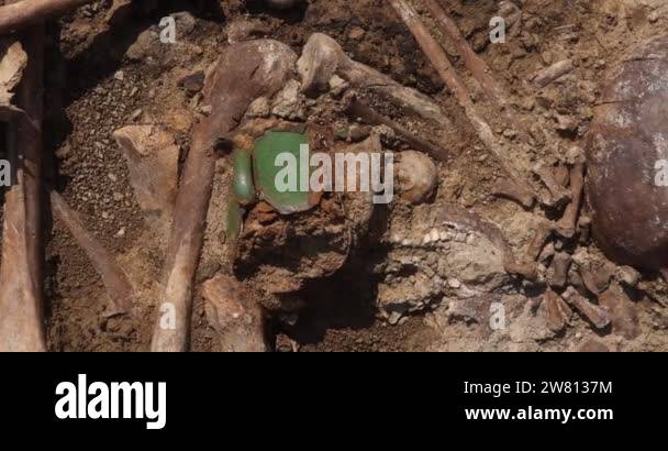 Skulls and bones of people in the ground, Work of the search team at ...