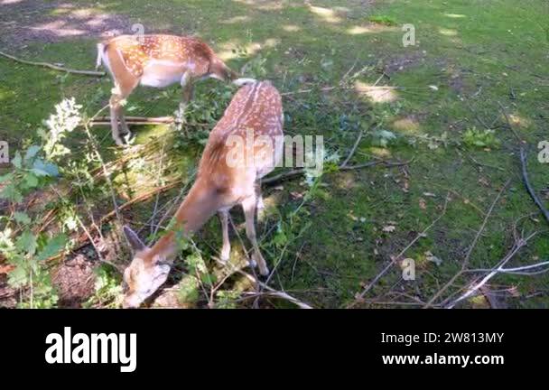 A view of deer eating leaves from a tree branch Stock Video Footage - Alamy